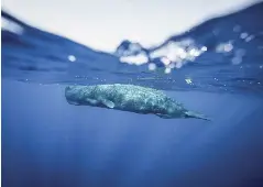 Sea the Unseen - PressReader