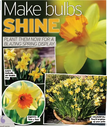 Make bulbs SHINE - PressReader