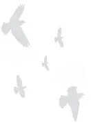 RODDIS (Primrose), Mary Marr - PressReader