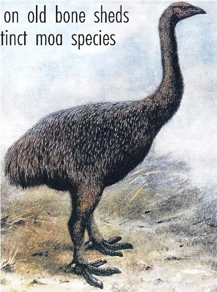 New study on old bone sheds light on extinct moa species - PressReader