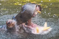 Hippo poachers hungry for teeth - PressReader