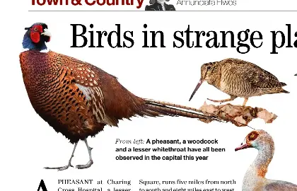 Birds in strange places - PressReader