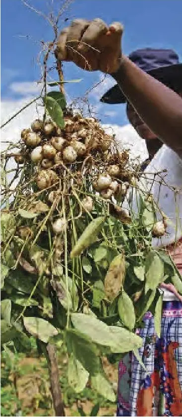 Pathways for sustaining the existence of indigenous foods - PressReader