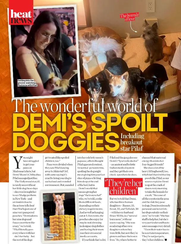 The wonderful world of DEMI’S SPOILT DOGGIES - PressReader
