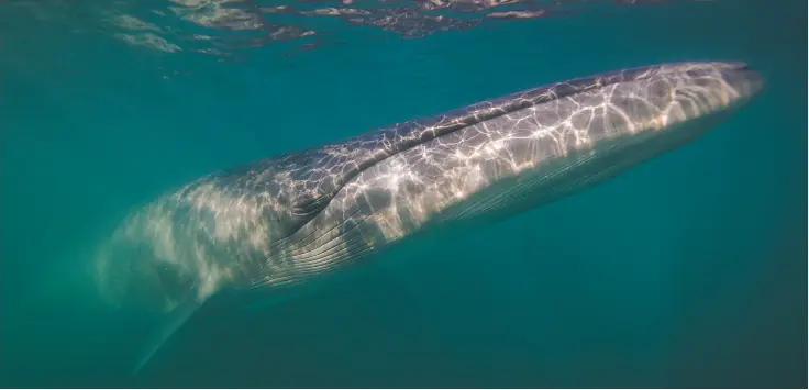El asombroso regreso de la ballena sei, un siglo después - PressReader