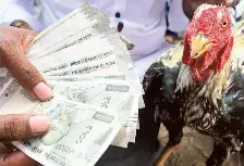 Police to use drones to check rooster fights this Sankranti - PressReader