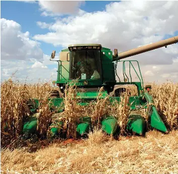 Boere gaan méér mielies plant as weer saamspeel - PressReader