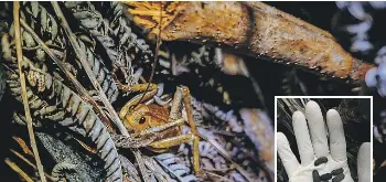 Why the mega-pooping wētāpunga is ‘a heritage we mustn’t lose’ in NZ ...