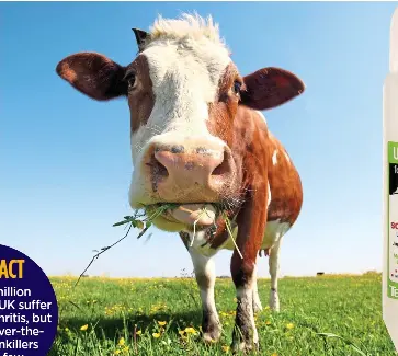 Udder medicine that’s being used to ease aching joints - PressReader