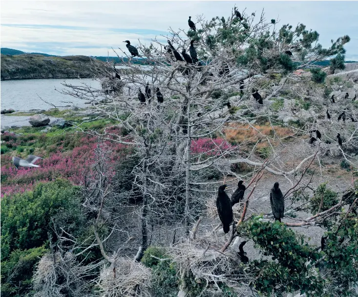 Skarven kan hota lokal torsk: ”Äter ansenliga mängder” - PressReader