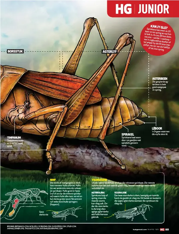 Die sprinkaan - PressReader