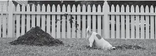 Owner doesn’t dig dog’s escape routine - PressReader