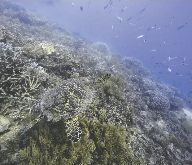 The potential and the perils of mining the deep sea. - PressReader