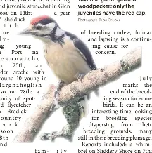 Birds begin to flock together after breeding - PressReader