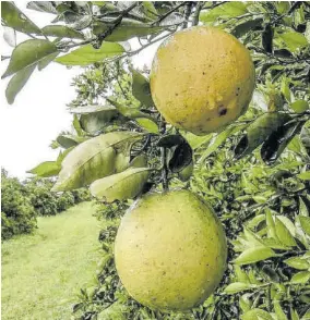 Perennial challenges continue to blight growth for citrus crops ...