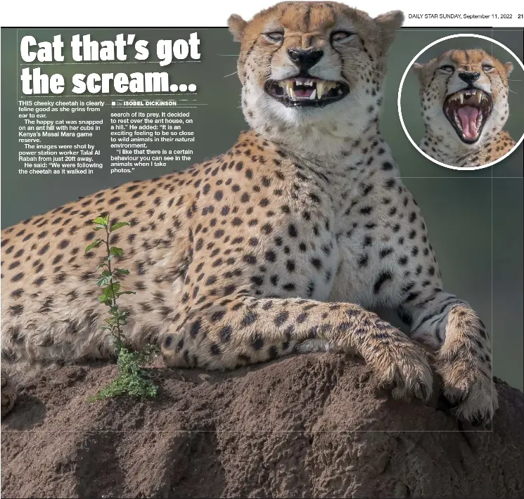 Cat that’s got the scream... - PressReader