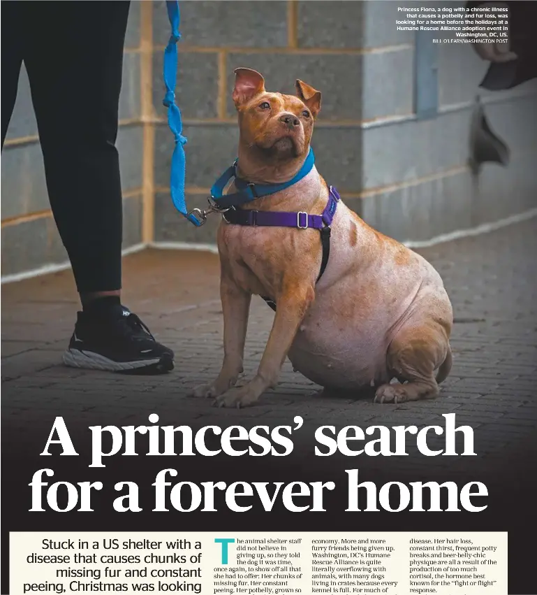 A princess’ search for a forever home - PressReader