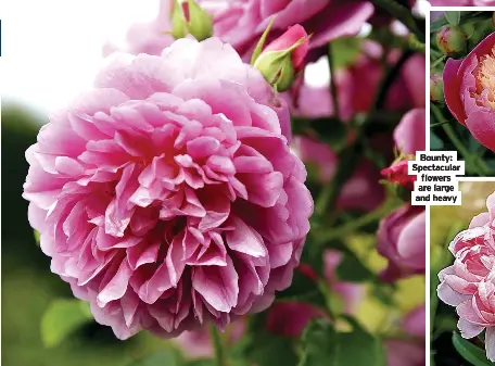 Short and sweet - PressReader