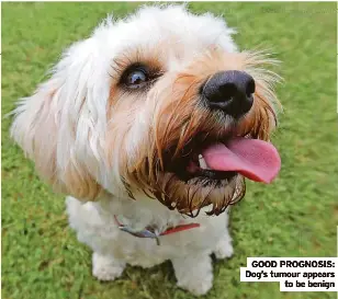 Dog’s skin cancer fear - PressReader