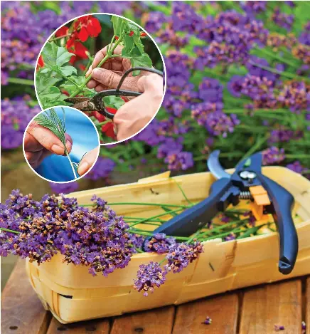 Make your own PLANTS! - PressReader