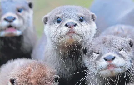 Concerns over exotic animals being kept as pets - PressReader