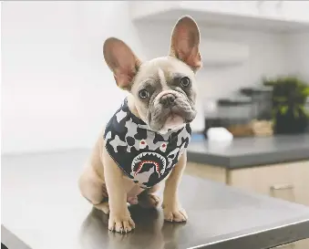 DOES MY DOG REALLY NEED HEARTWORM MEDICATION? - PressReader