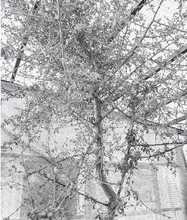 A 1,000-year-old seed yields a tree in Israel - PressReader