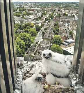 Microclima­te of London encourages a mosaic of wildlife - PressReader