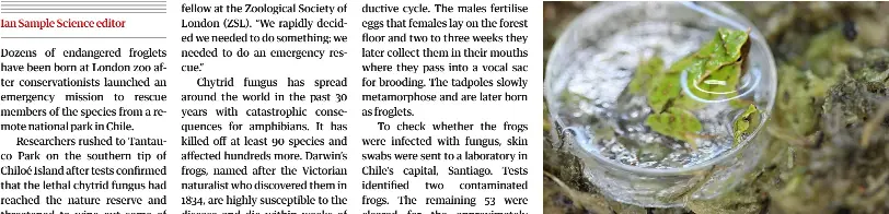 Endangered frogs born at London zoo after rescue mission in Chile ...