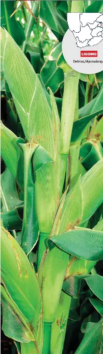 Versprei risiko met dié nuwe kultivars - PressReader