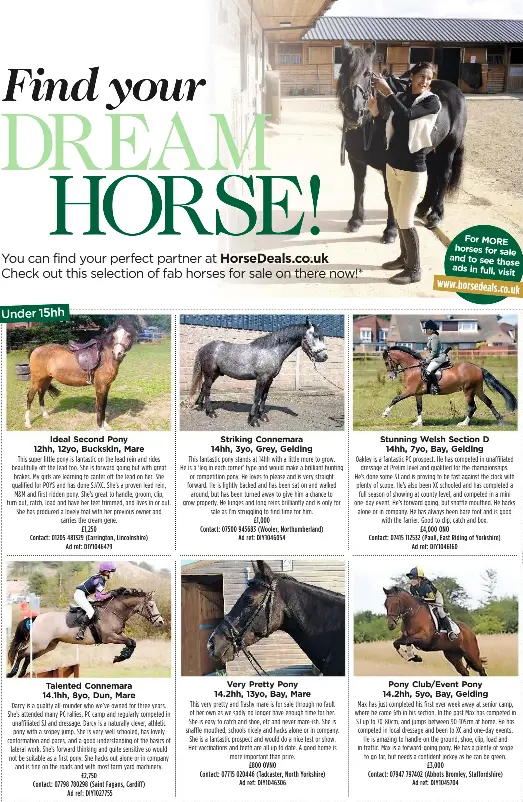 Horses for sale - PressReader