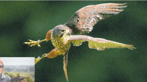 Trail closed after falcon attack - PressReader