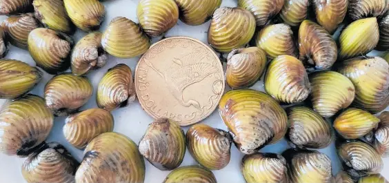 New boat rules to curb invasive clam - PressReader