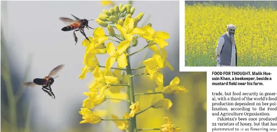 Bees not so busy any more - PressReader