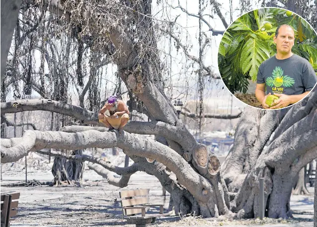 Saving Lahaina’s tree of life - PressReader