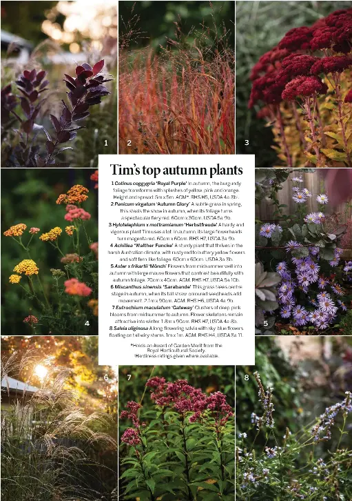 Tim’s top autumn plants - PressReader