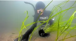 UNDERWATER GARDENERS PLANT EELGRASS TO SAVE ‘DEAD’ DANISH FJORD - PressReader