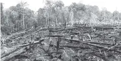 La déforestat­ion exacerbée par la mafia - PressReader