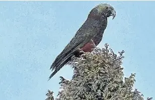 Kaka sightings spur hope for bird’s return - PressReader