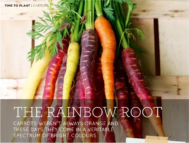 THE RAINBOW ROOT - PressReader