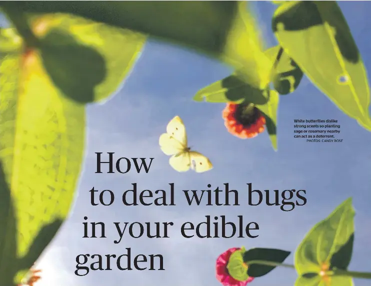 How to deal with bugs in your edible garden - PressReader