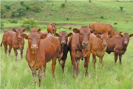 Bonsmara - PressReader