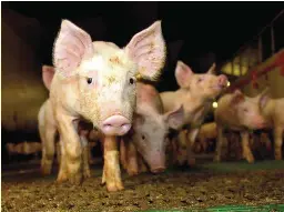 GAAN VARKE NIERSKENKE­RS WORD? - PressReader