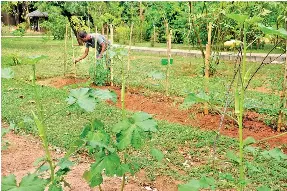 Veggie plots take root in heart of capital - PressReader