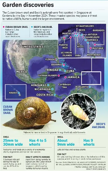 Two snail species sighted in S’pore – first time in Asia - PressReader