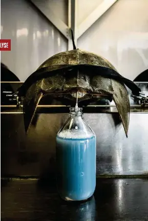 Cet étrange animal au sang bleu si précieux - PressReader
