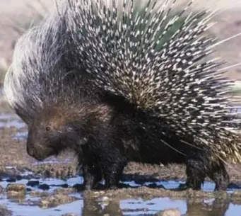 Shava Mwendamber­i - PressReader