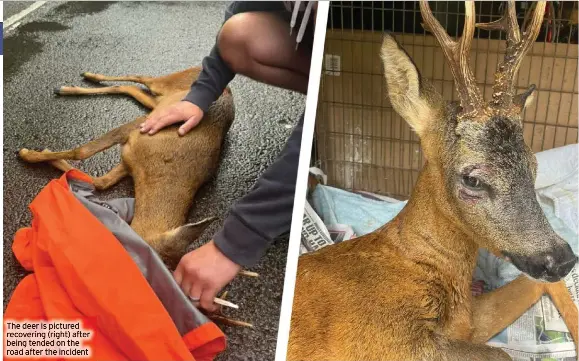Deer rescued after being hit by car may have been victim of illegal ...