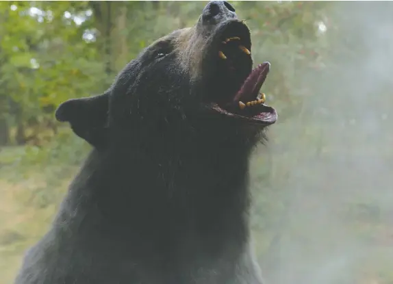 The story behind the real Cocaine Bear - PressReader