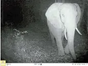 Last Knysna elephant shows signs of stress— but only around humans ...
